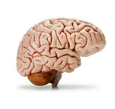 Incredible! First Ever Near-Fully Formed Human Brain Grown in Laboratory