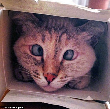 Meet Muni the First Cross-Eyed Cat That Has Become an Internet ...