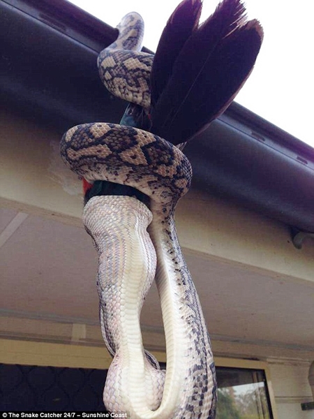 The Terrifying Moment a Python Caught and Swallowed a Parrot Whole from ...