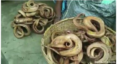 Unbelievable: Snake Market Discovered In Lagos (Photos)
