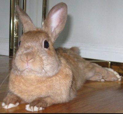 Hilarious! Strange Rabbit Causes Pandemonium At Rivers State Secretariat