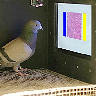 Revealed: Pigeons Could Help Detect Breast Cancer - Experts