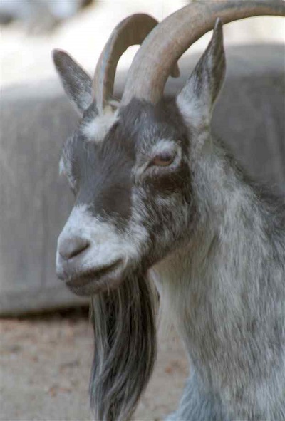 Shocking Footage Shows Moment Brave Billy-Goat Becomes Friend With ...