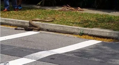 Fist of Fury: Python and King Cobra Filmed Fighting on Busy Street (Video)