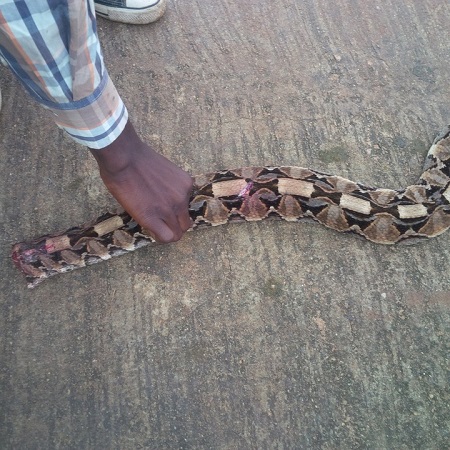 See the Big Snake Killed at the Front of AAUA Senate Building (Photos)