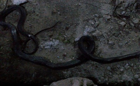 Mysterious Snake Killed at a School Campus (Photos)