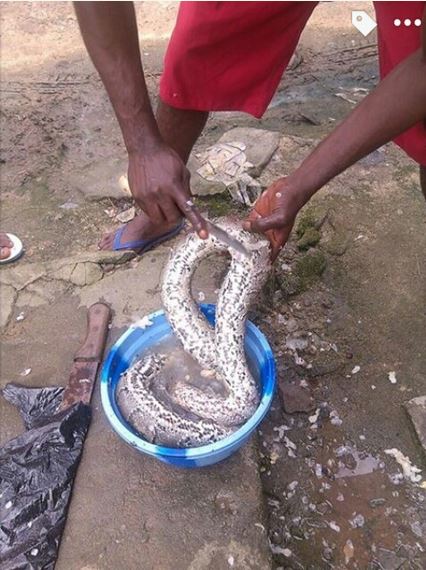 See Detailed Photos of How a Snake Was Prepared for Pepper Soup