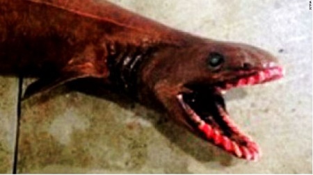 Omg! See the Freaky 'Alien' Shark Caught by a Fisherman in Australia ...