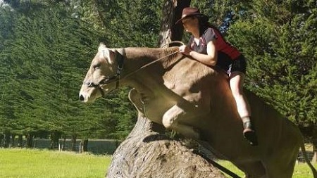 Unbelievable! New Zealand Girl Rides Cow Like Horse, Teaches It To Jump ...