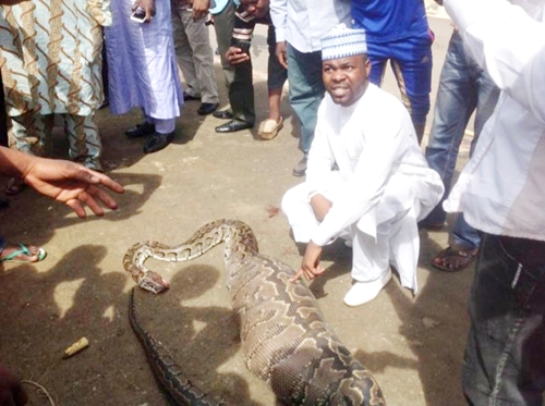 Photos of a Big Python Snake Which Swallowed a Goat in Abuja