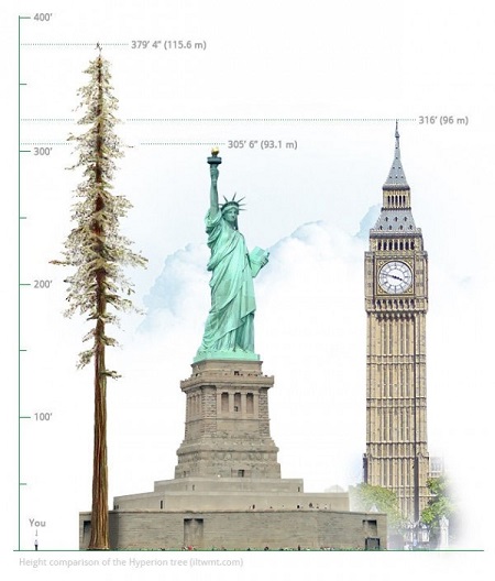 Wow! Check Out the Amazing Height of the World's Tallest Tree (Photos)