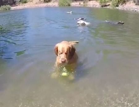 Wow! Meet the Dog with No Eyes But Living a Wonderful Life (Photos+Video)