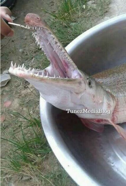 So Strange: See the 'Alligator-Fish' Caught in Bayelsa (Photos)