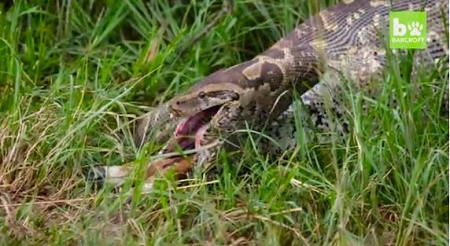 Omg! See Chilling Moment Python Swallowed Huge Antelope Whole (Photo+Video)