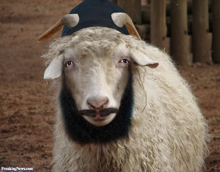 Unbelievable! Notorious Thief 'Turns Into a Goat' After Stealing in a ...