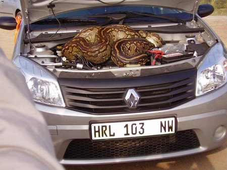 Man Finds Huge Python Under His Bonnet...What He Does Next Will Send ...