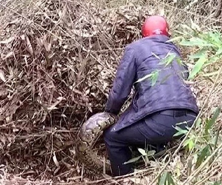 Omg! See the 12ft Long Massive Python Captured by a Snake-handler (Photos)