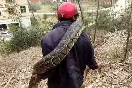 Omg! See the 12ft Long Massive Python Captured by a Snake-handler (Photos)