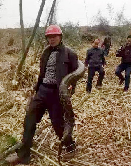 Omg! See the 12ft Long Massive Python Captured by a Snake-handler (Photos)