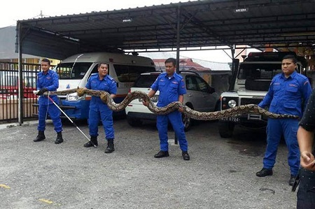 Unbelievable! Monster Python Captured While Laying Eggs (Photo+Video)