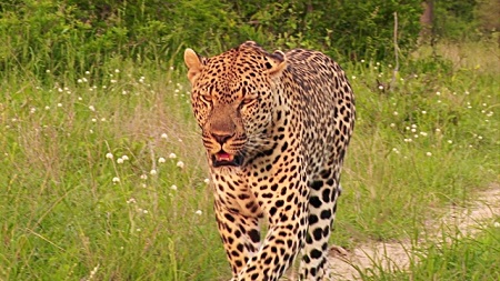 Total Horror! How a Leopard Snatched a 6-year-old Boy from His Father ...