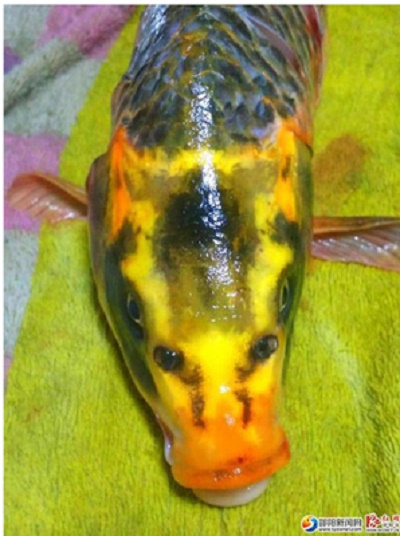 People in Shock After Fish With Human Features is Found in China (Photos)