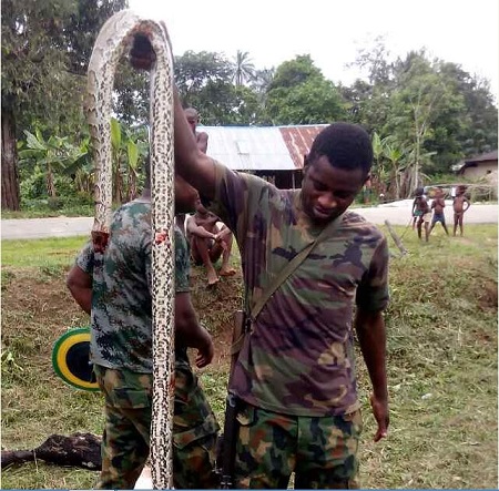 Unbelievable! See the Huge Python that Nigerian Soldiers Killed at ...