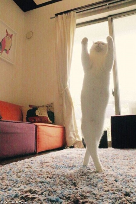 Impressive! Meet the Skillful Dancing Cat from Japan which Has Won the ...