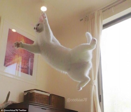Impressive! Meet the Skillful Dancing Cat from Japan which Has Won the ...