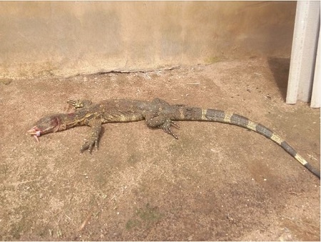 Huge Monitor Lizard Ends Up in Cooking Pot After Straying into Poultry ...