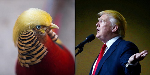 Omg! Bird Becomes Online Sensation for Having 'Striking Similarity ...