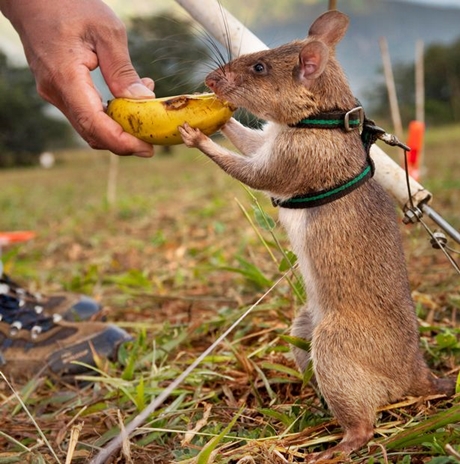 African Giant Rats Now Trained to Detect Tuberculosis in Humans