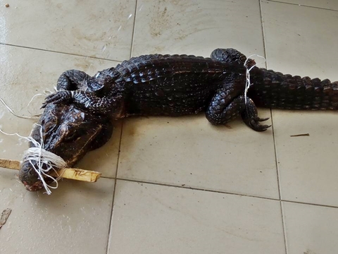 Congregation in Total Shock as a Live Alligator is Presented for Annual ...