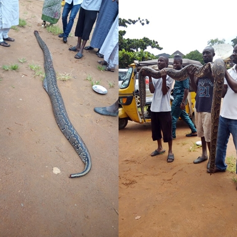 Shocker! 30-year-old Terrorist Female Python Finally Killed in Ilorin ...