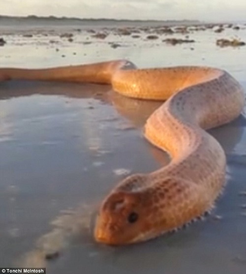 Omg! See the Giant Venomous Sea Snake Spotted Near a Beach (Photos)