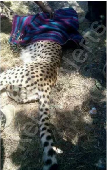 Omg! Family Shocked After Waking Up Only to Find a Stray Cheetah Right ...