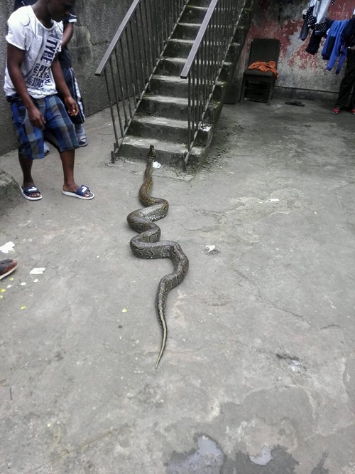 Omg! See the Huge Python Killed by Teenagers in Akwa Ibom State (Photos)