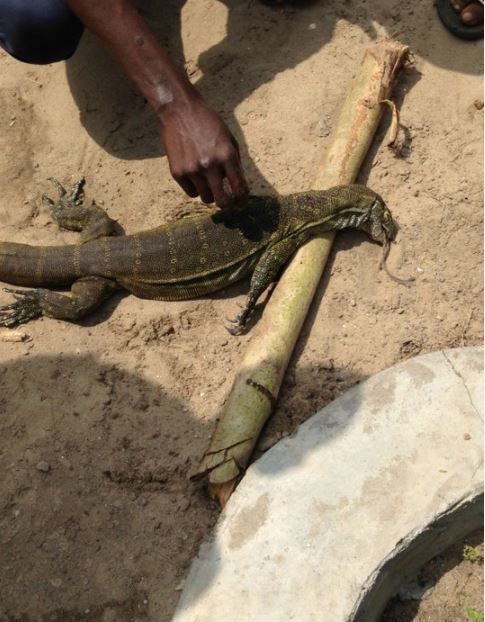 See the Huge Monitor Lizard Nigerian Man Killed and Used for Peppersoup ...