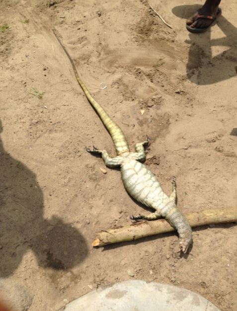 See the Huge Monitor Lizard Nigerian Man Killed and Used for Peppersoup ...