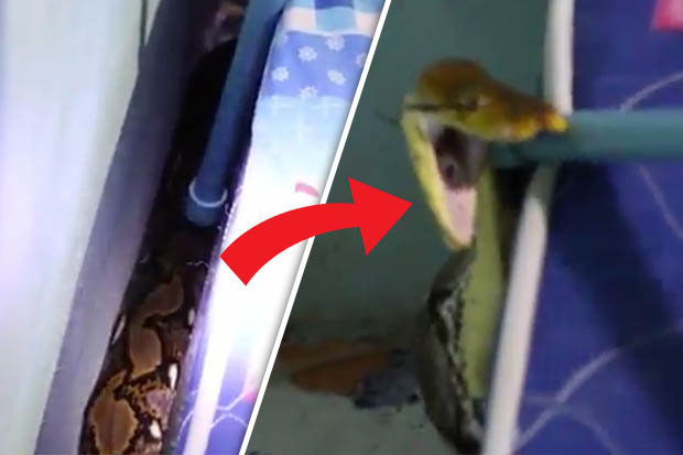 Family in Shock as Giant 10ft-long Python Emerges From Under a Boy's ...