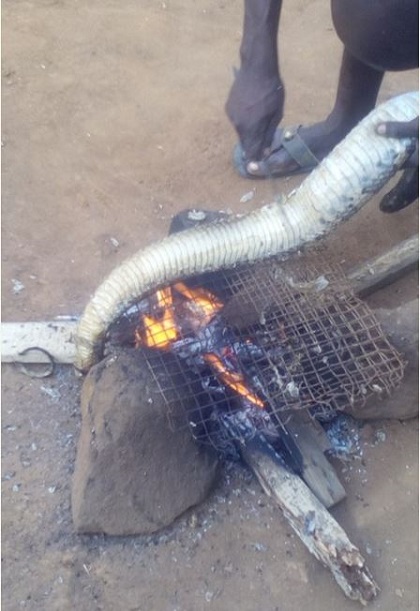 So Big: See the Huge Snake a Man Killed and Roasted on Fire for Food ...