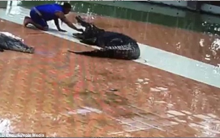 Crowds Watch in Horror as Crocodile Snaps His Keeper's Arm in Half ...