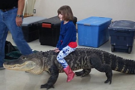 Omg! See Video of a Little Girl Riding an 8ft Alligator at a Birthday ...