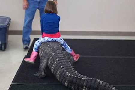 Omg! See Video of a Little Girl Riding an 8ft Alligator at a Birthday ...