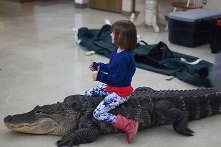 Omg! See Video of a Little Girl Riding an 8ft Alligator at a Birthday ...