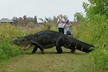 Omg! See Moment Monster Alligator Casually Strolls Past Tourists in ...