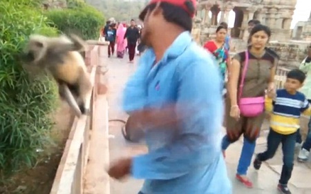 Sickening Moment 'Insane' Tourist Slaps Monkey Hard In The Face After ...
