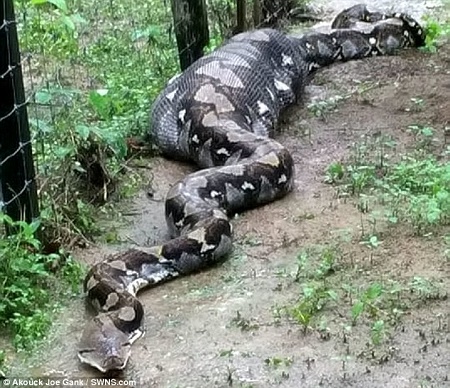 Omg! See Monster Python That Swallowed Two Goats and Got Stuck (Photos ...