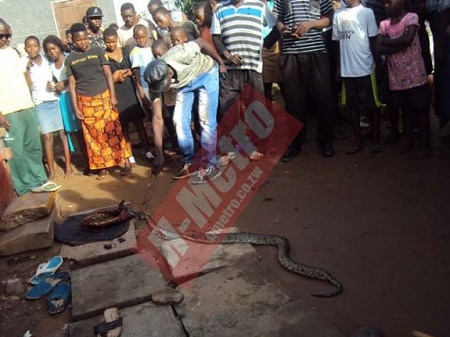 Villagers in Fear as Mysterious Python is Found Dead Inside a Basket ...