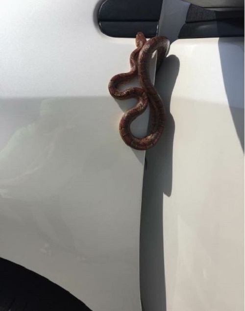 Shocking! Long, Brown Snake Creeps Out of a Lady's Car While She Was ...